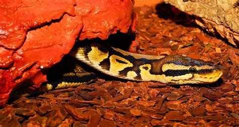 A Beginners Guide To Pet Ball Pythons Fauna Care