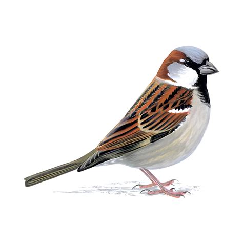 House Sparrow Bird Facts Passer Domesticus