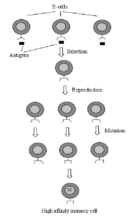 clonal selection principle download scientific diagram