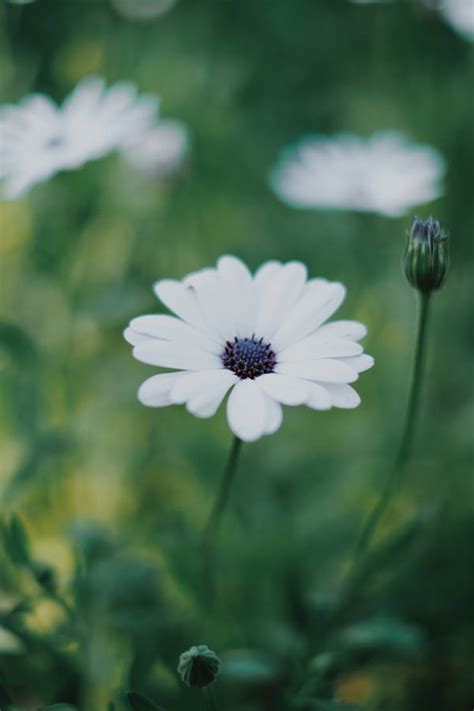 100 Daisy Iphone Hintergrundbilder Wallpapers