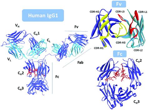 Intact Human IgG1 Protein Data Bank PDB ID 1HZH 23 Heavy Chain