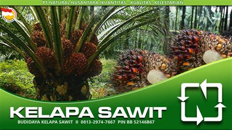 PERKEBUNAN KELAPA SAWIT UNGGUL Jadi Petani Sukses YouTube
