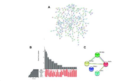 Interaction Network And Biological Process Analysis Of The Hub Genes