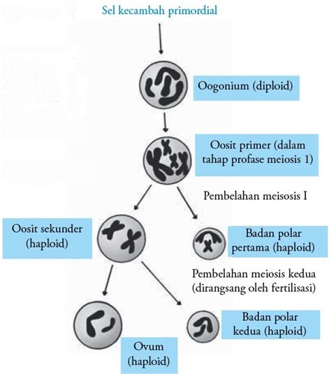Proses Pembentukan Sel Telur Oogenesis Pada Wanita