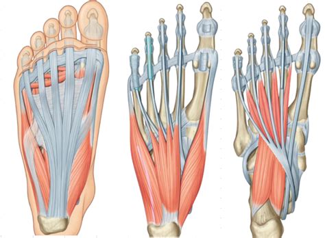 Diagram Of Intrinsic Muscles Of The Foot Terms 1st And 2nd Layer Quizlet