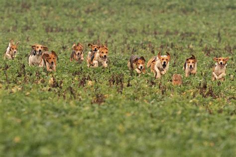 Langlo français de petite vénerie AIR NATURE