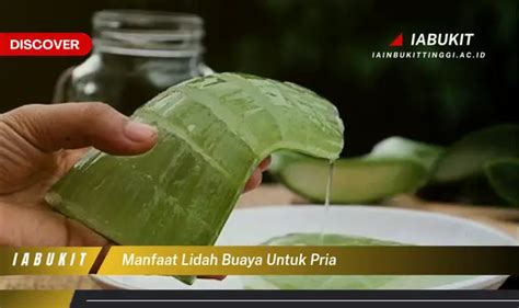 Ketahui Manfaat Lidah Buaya Untuk Pria Yang Bikin Kamu Penasaran