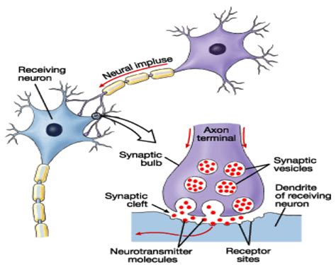 Neuron Synapse More Information