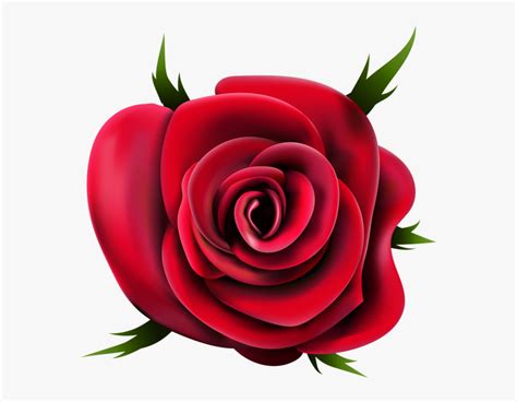 Rose Flower Png Hd Images Best Flower Site