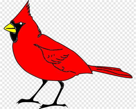 Northern Cardinal St Louis Cardinals Fauna Songbird Png PNGEgg