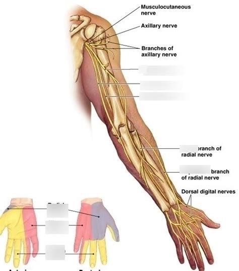 Arm Nerves Diagram Quizlet