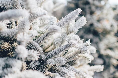 Kostenlose Foto Baum Natur Ast Schnee Winter Blume Frost