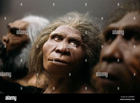 Homo Neanderthalensis Art Hi Res Stock Photography And Images Alamy