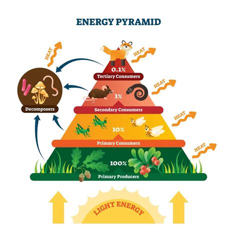 Section 2 Energy Flow In Ecosystems Nitty Gritty Science