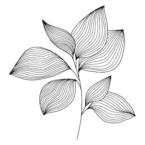 Dessin au trait laisse dans un style gravé Vecteur Premium