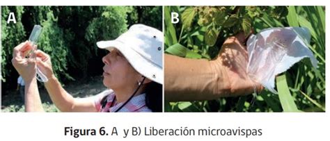 Manejo Integrado De Plagas Mip En Hortalizas Portalfruticola
