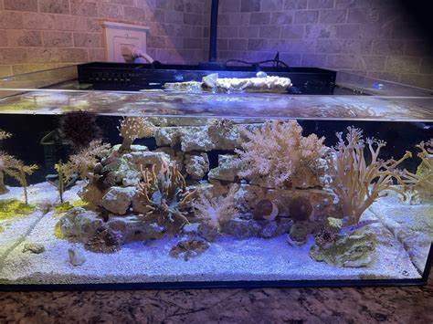 Pico Reef Tank Update Reef Casa