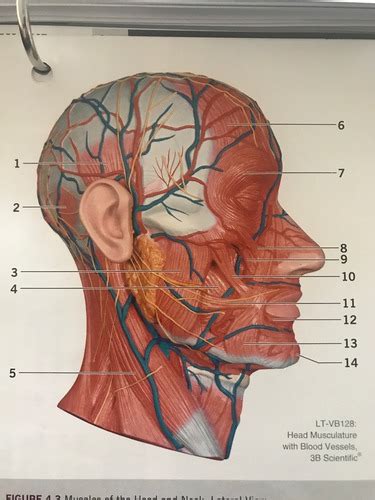 Muscles Of The Head And Neck Lateral View Flashcards Quizlet