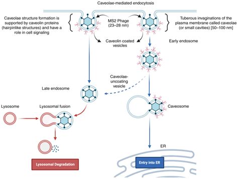 M S2 Bacteriophage Diagram