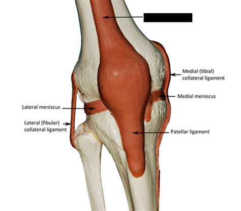 Knee Joint Flashcards Quizlet
