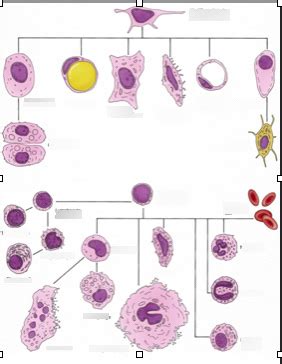 Connective Tissues Diagram Quizlet