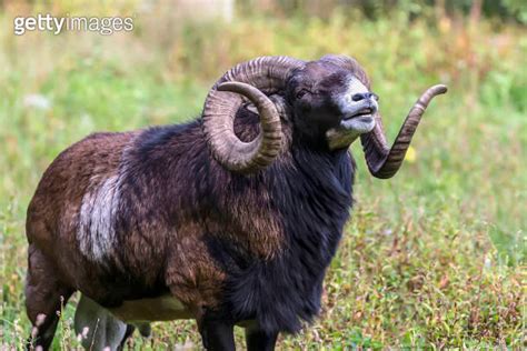 The Mouflon Ovis Orientalis During Mating Season On Game Reserve