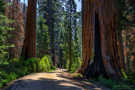 Mariposa Grove Of Giant Sequoias Photos Page 2 Joe S Guide To