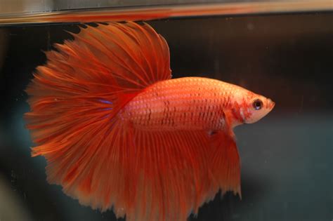 Elephant Ear Guppy Wallpapers Wallpaper Cave