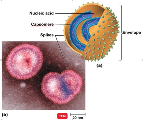 Microbiology Ch Viruses Flashcards Quizlet
