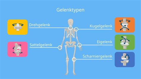 Gelenktypen • Einfach Erklärt Aufbau Und Beispiele · Mit Video