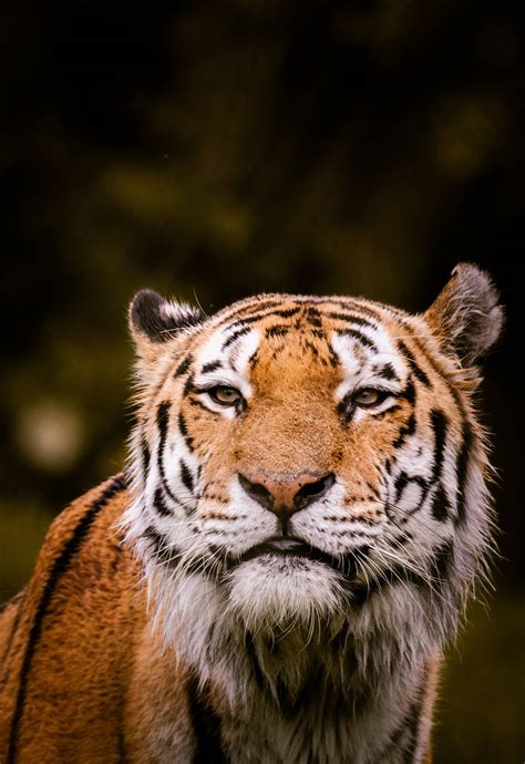 Top 999 Tiger Iphone Wallpaper Full HD 4K Free To Use