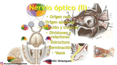 NERVIO ÓPTICO II Orígen real orígen aparente trayecto y