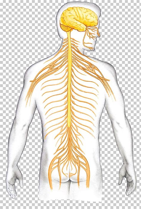 Vertebra And Nervous System Clip Art Library