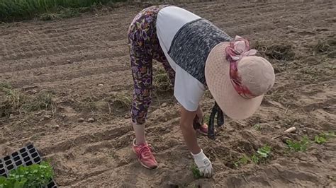 MAMA NA POLU OPRYSK Z DROŻDŻY NA POMIDORY ORAZ OGÓRKI YouTube