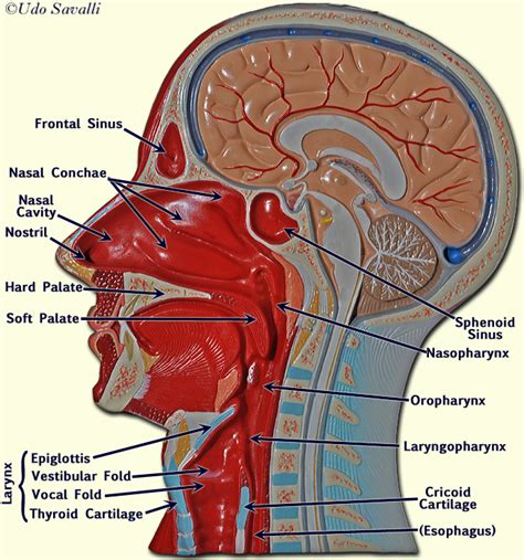 Bio Respiratory System