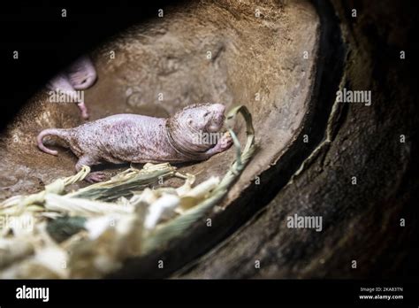 The Closeup Image Of Naked Mole Rat Heterocephalus Glaber A