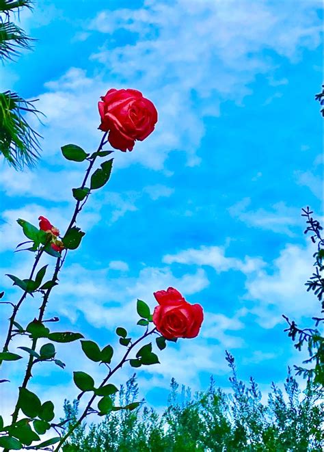 Pin de Gafi en Almacenamiento rápido Rosas Flores Paisajes
