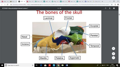 Skull Sinuses And Horn Diagram Quizlet