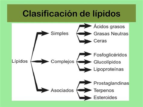PPT Bolilla 5 Metabolismo de los lípidos Digestión y absorción de