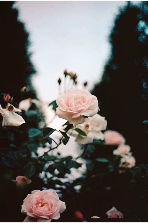 Pink Flower Aesthetic Wallpaper For Your Phone Green Thumb Diaries