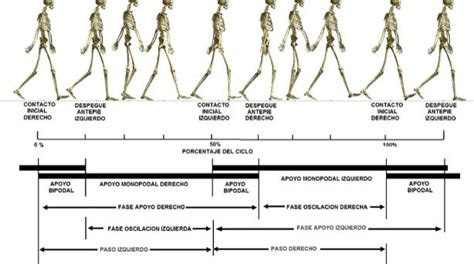 ANÁLISIS DEL MOVIMIENTO ANÁLISIS CINEMÁTICO DE LA MARCHA