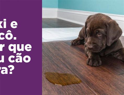 3 passos para ensinar o seu cão a fazer xixi e cocô no lugar certo