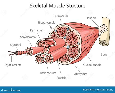 Muscle Structure Of Male Head Royalty Free Stock Photo CartoonDealer