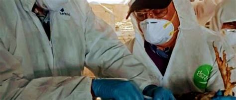 Tragedia en México Primera víctima humana de la gripe aviar A H5N2