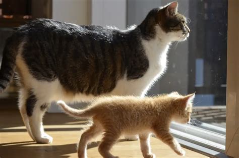 Top Biggest Cat Breeds Design Talk