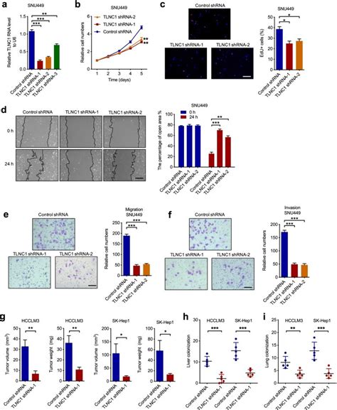 长链非编码RNA TLNC1通过抑制p53信号促进肝癌的生长和转移