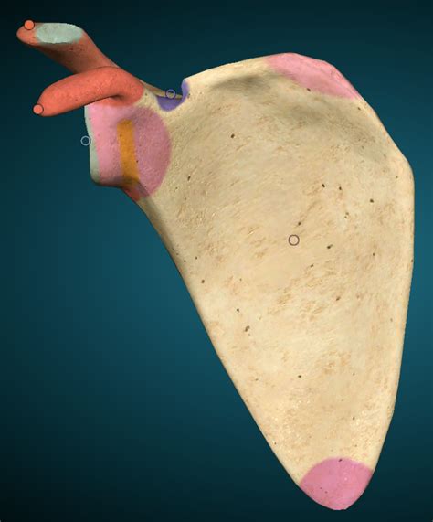 Anterior Scapula Diagram Quizlet