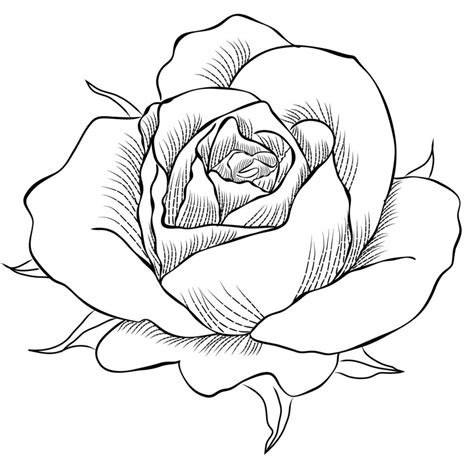 Hand Drawn Rose Line Art Drawing Images Illustration Collection