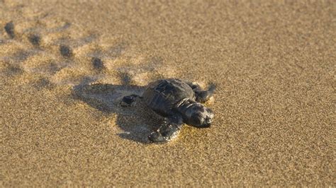 Baby Turtle Wallpapers Top Free Baby Turtle Backgrounds WallpaperAccess