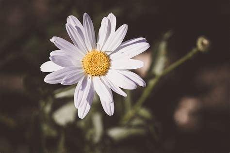 Prästkrage Kompositer Blomma Gratis foto på Pixabay Pixabay